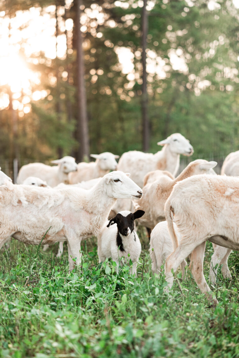 Livestock - Reedwood Creek Farm