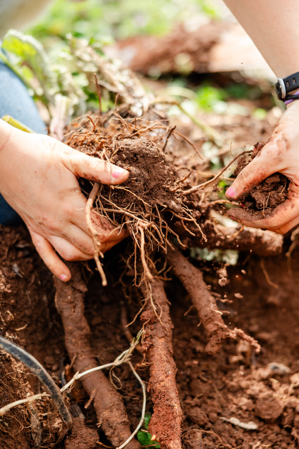 Yarrow - What It's Good For And How To Use It - Reedwood Creek Farm