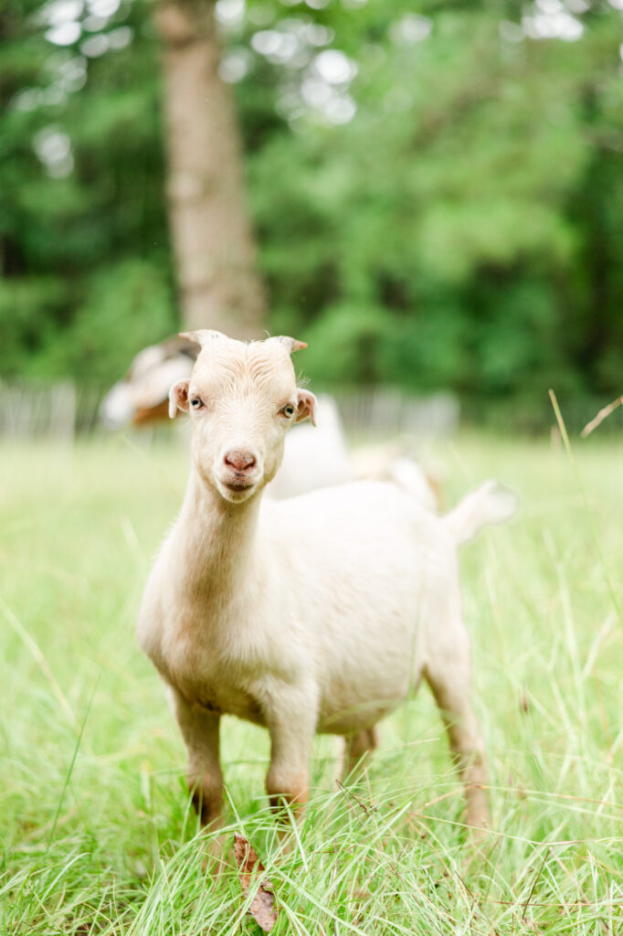 Yarrow - What It's Good For And How To Use It - Reedwood Creek Farm